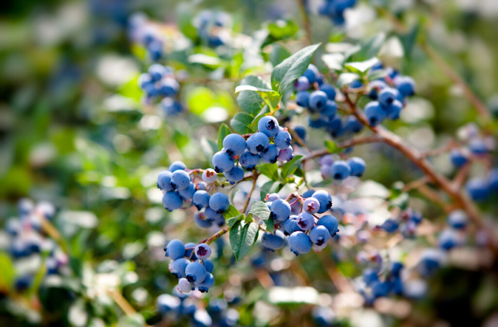 12 spécialités culinaires du Québec que votre mère va adorer