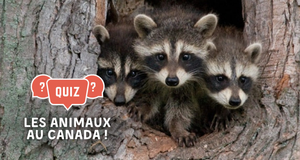 Quiz sur les animaux du Canada - Blogue Parcours Canada