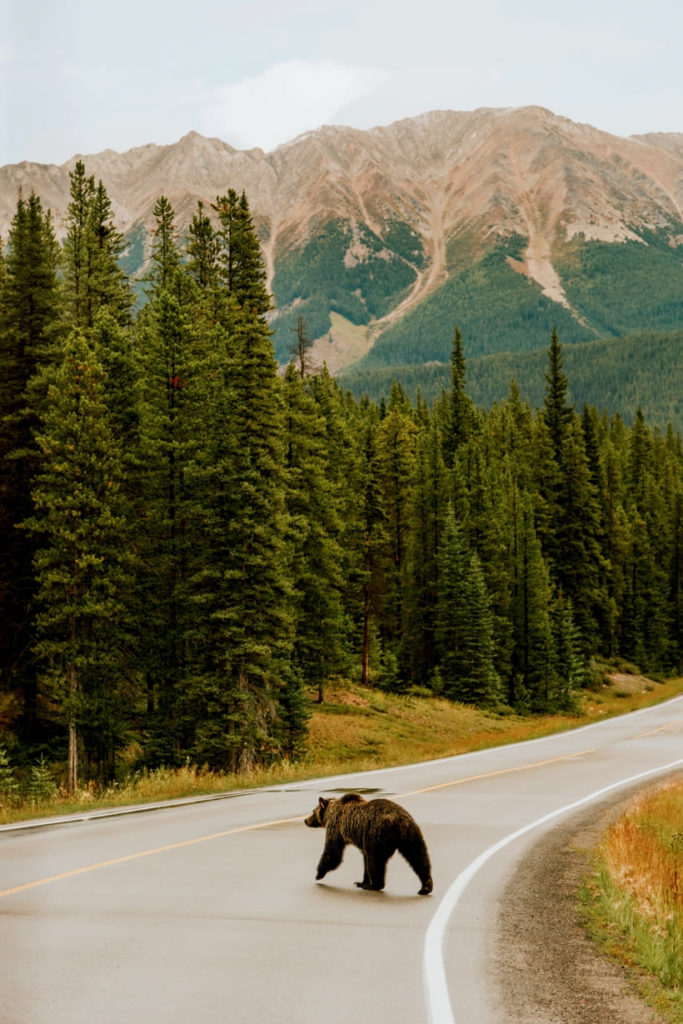 Où observer la faune dans son environnement naturel ?- Parcours Canada