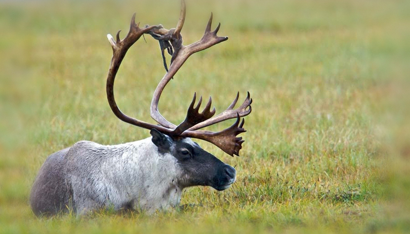 Animaux du Canada à observer pendant vos vacances