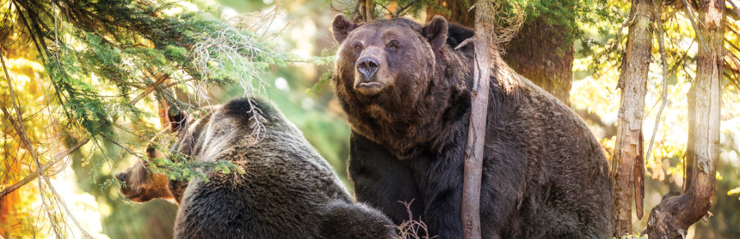 Animaux du Canada à observer pendant vos vacances