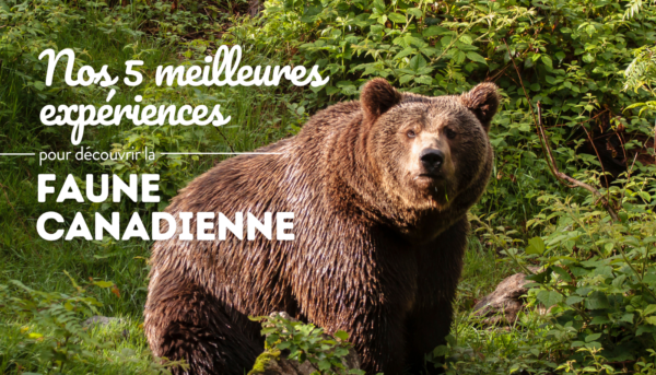 Le top 8 des activités en Abitibi-Témiscamingue - Parcours Canada